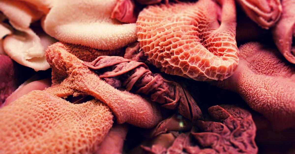 Vísceras y salud intestinal